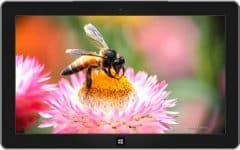 30 Amazing Free Windows 10 Themes of the Animal Kingdom (For Animal Lovers)